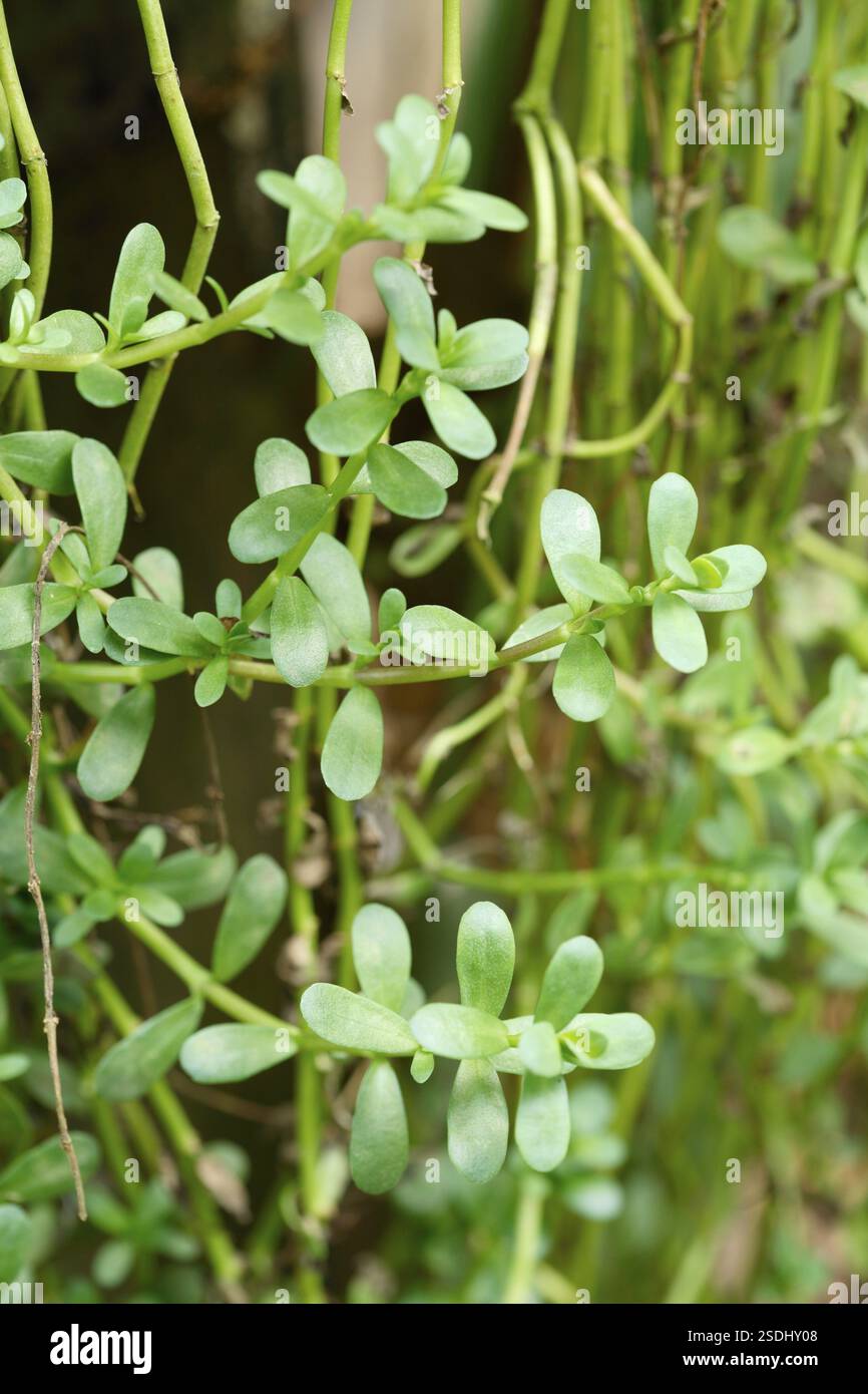 Ayurvedic medicine, medicinal plant Brahmi plant Indian Name Brahmi ...