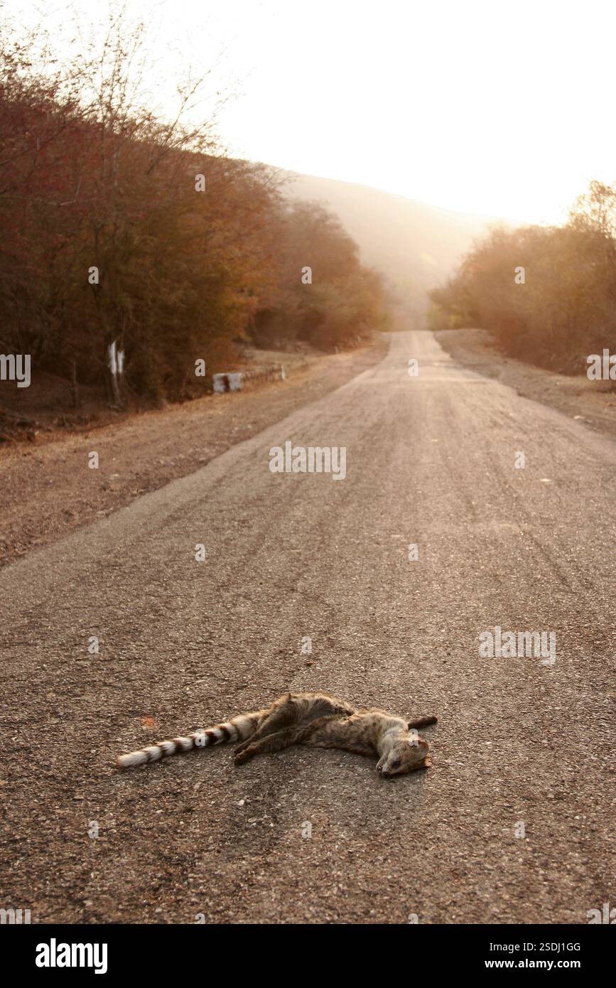 Road kill of Small Indian Civet in Ramgarh Sanctuary, Bundi, Rajasthan ...