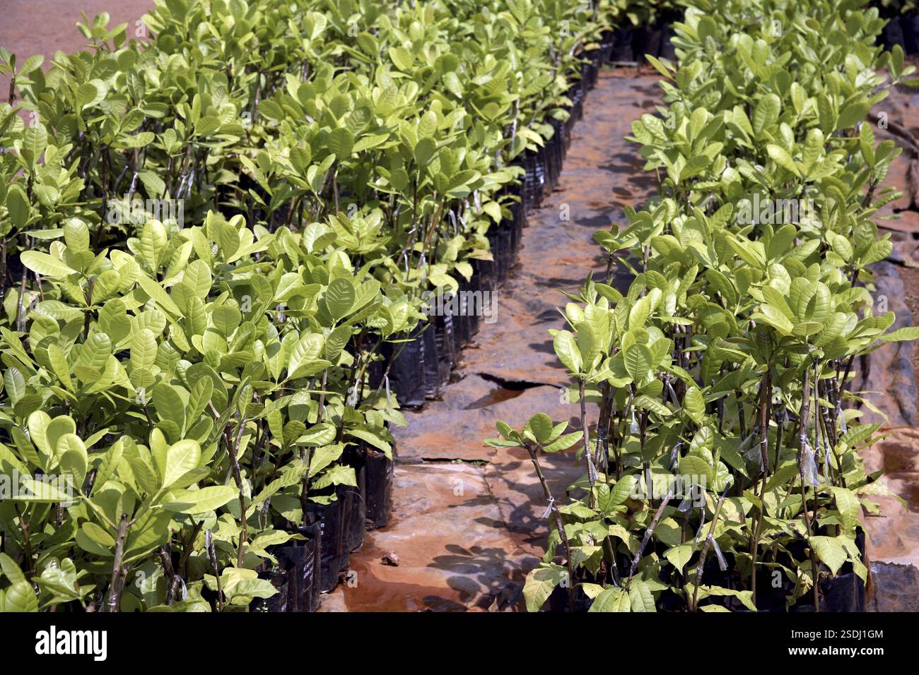 Nursery of Cashew plants with different varieties Anacardium ...
