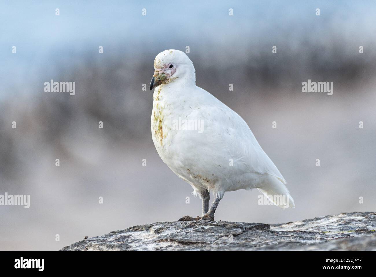 White-faced sheathbill (Chionis alba), Bleaker Island, Falkland Islands ...