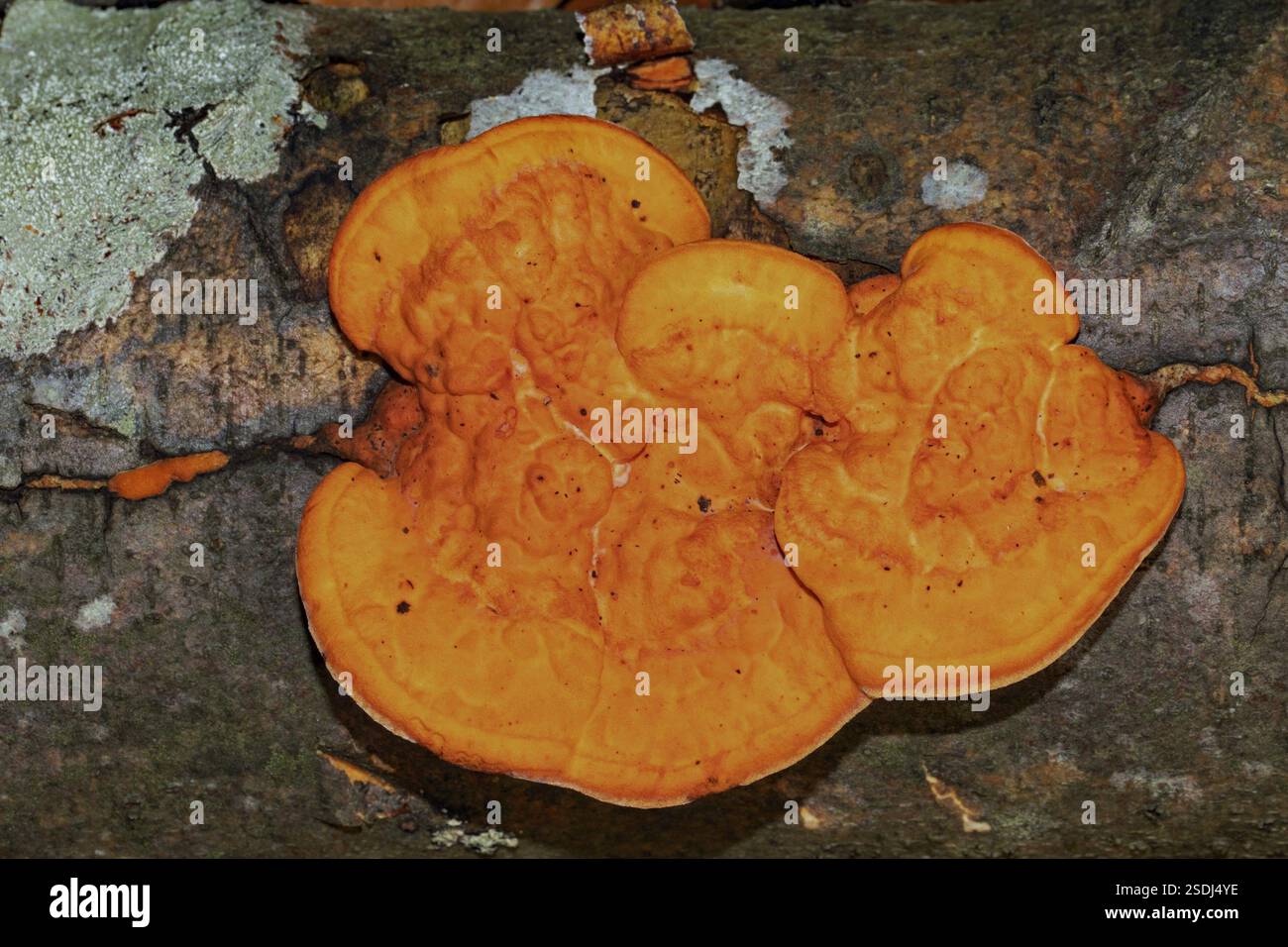 Vermilion tramete plate-shaped orange fruiting body on tree trunk Stock ...