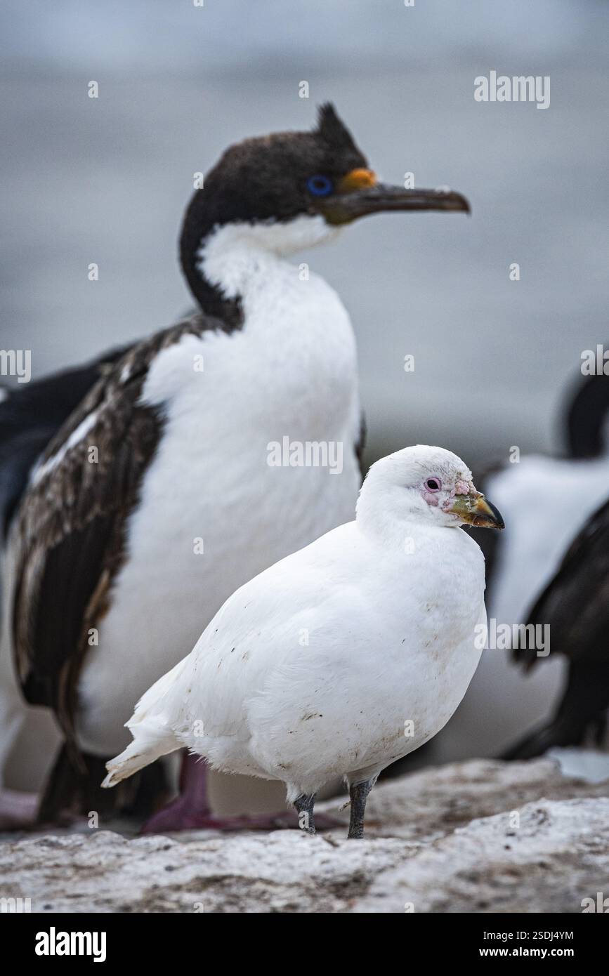 White-faced sheathbill (Chionis alba) in a colony of blue-eyed shags ...
