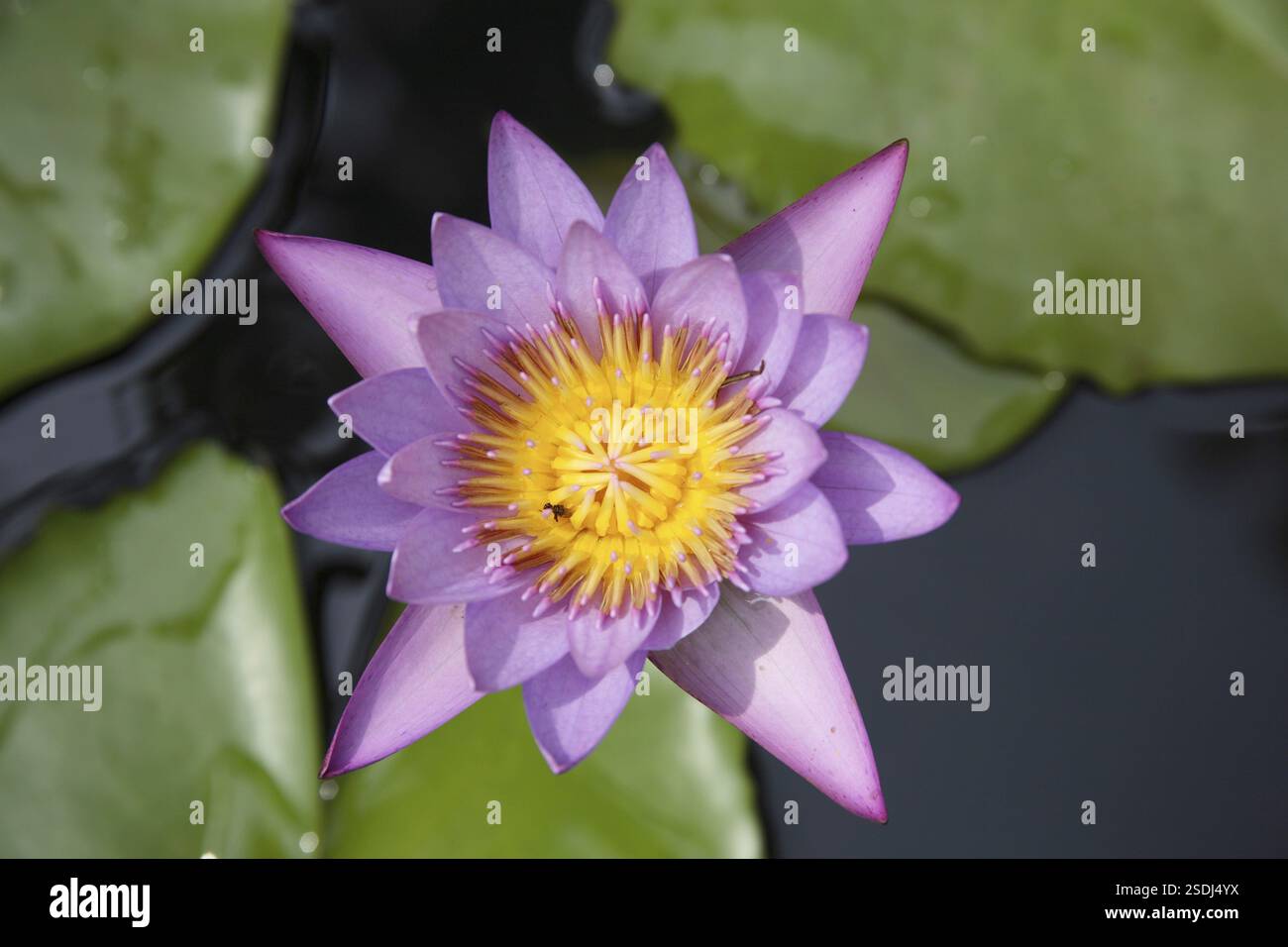 Holy flower Lotus blue water lily Nymphaea caerulea, India, Asia Stock ...