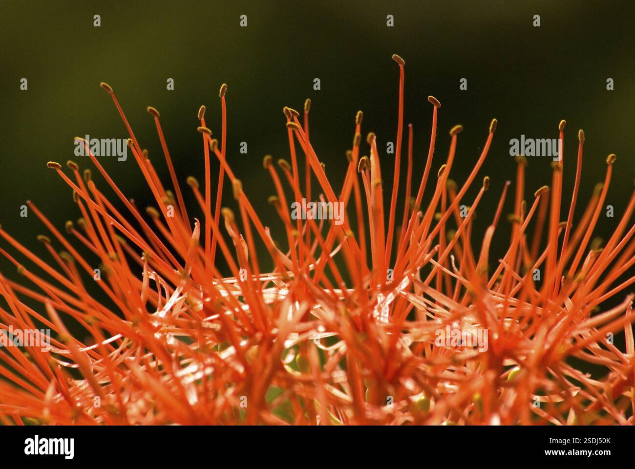 Fireball lily called football lily flower Haemanthus multiflorus Stock ...