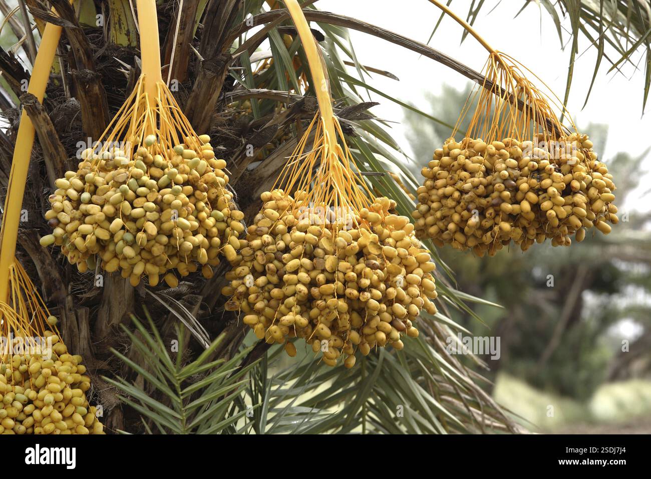 Yellow dates palm, Botanical name Phoenix Sylvestris Roxb, Family ...