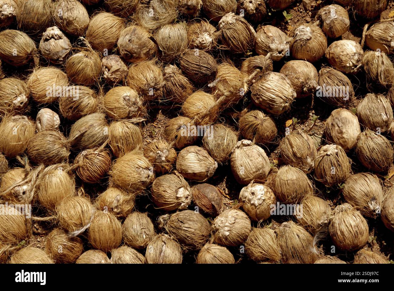 Betel nuts kept for drying at Harihareshwar, Dist Raigad, Maharashtra ...
