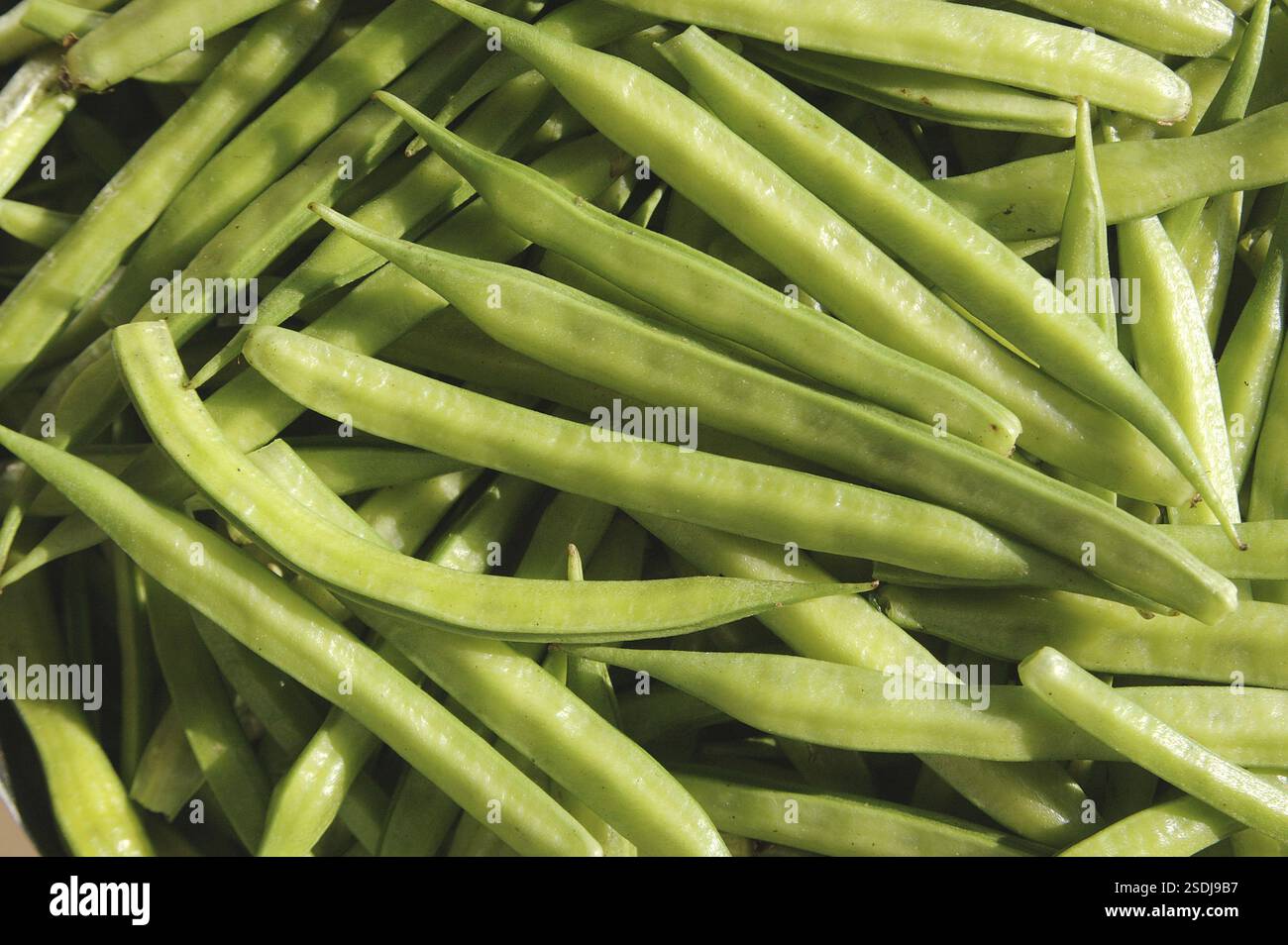 Vegetable, Cluster (Gawar) Beans, Botanical Name Cyamopsis ...