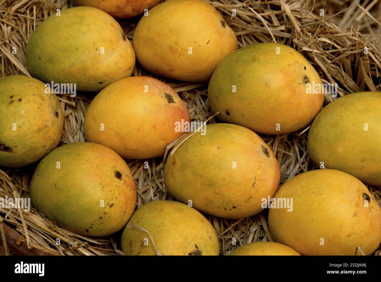 Fruits, Ripe Alfonso Mangoes displayed for sale at Dadar, Bombay Mumbai ...