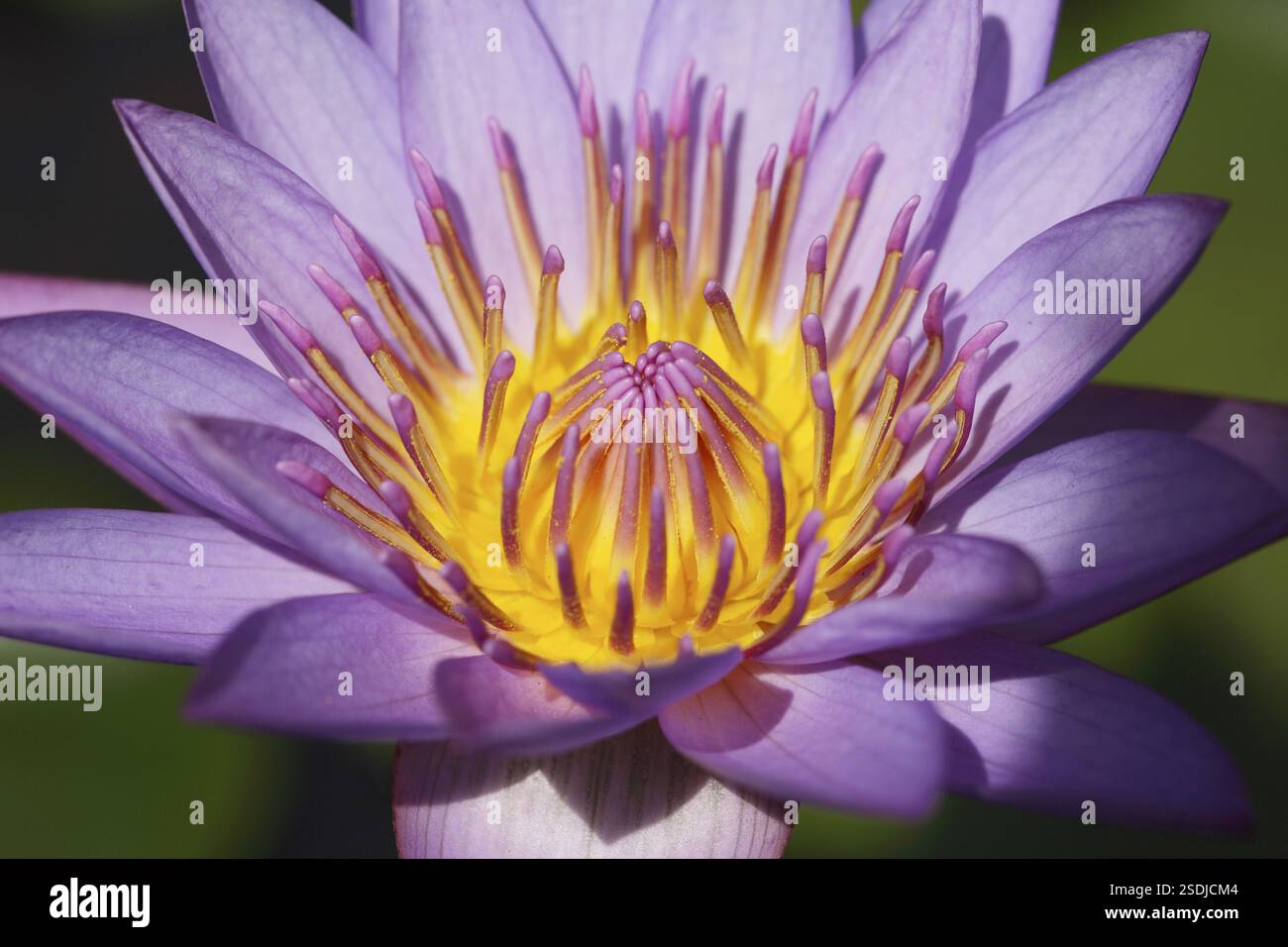 Holy flower Lotus blue water lily Nymphaea caerulea, India, Asia Stock ...