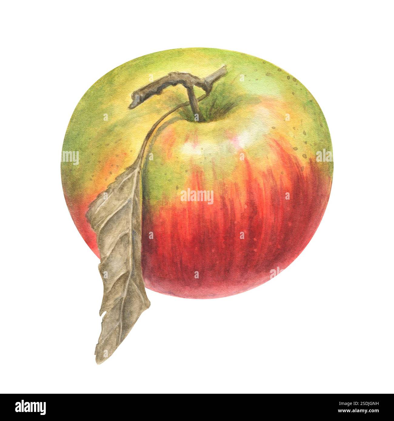 Realistic watercolor illustration of a red-green apple with a dried ...