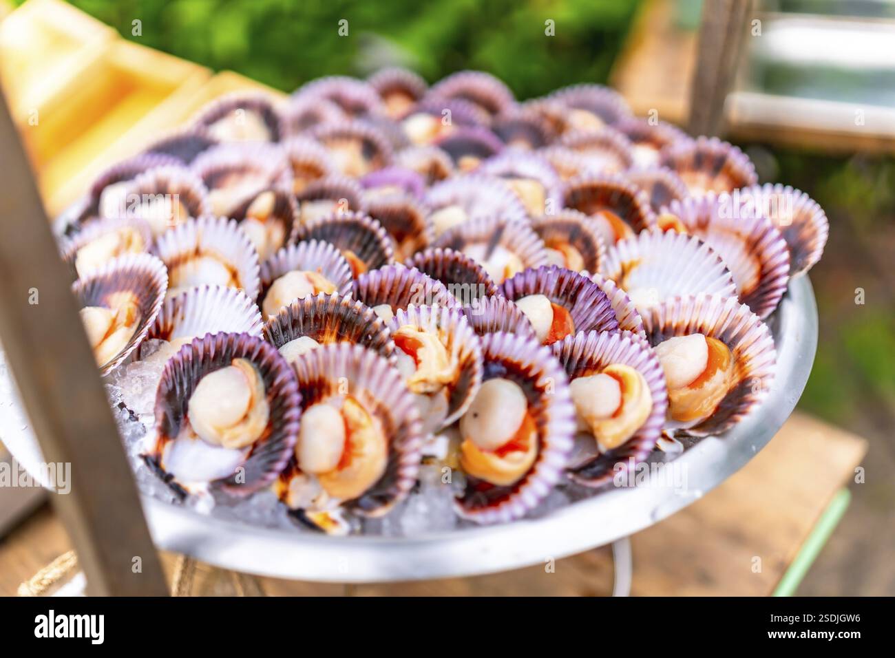 Platter of fresh scallops on ice, beautifully displayed at an outdoor ...