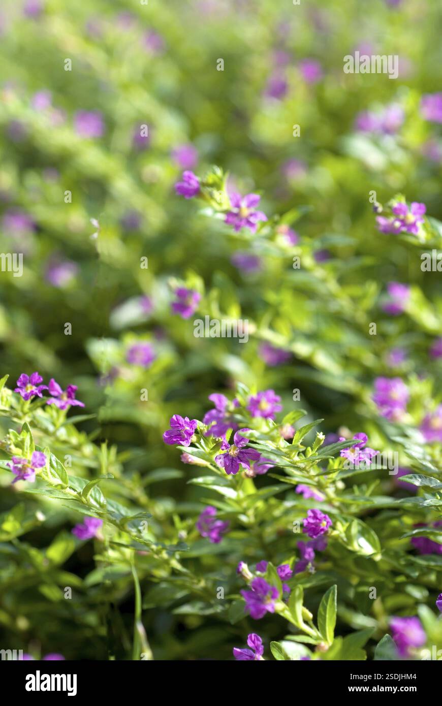 False heather, Mexican heather Hedge plant pink small flowers Cuphea ...