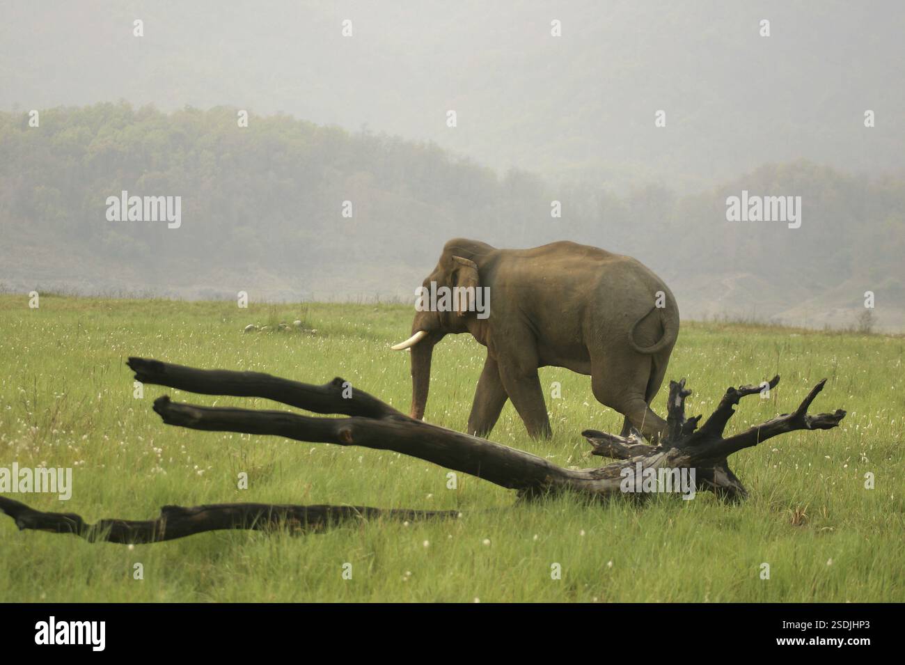 Asiatic Elephant Elephas maximus lone tusker in heat or Musth stage ...