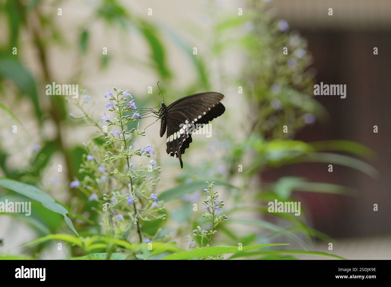 Insects, Butterfly, Common Mormon, Bombay now Mumbai, India, Asia Stock ...