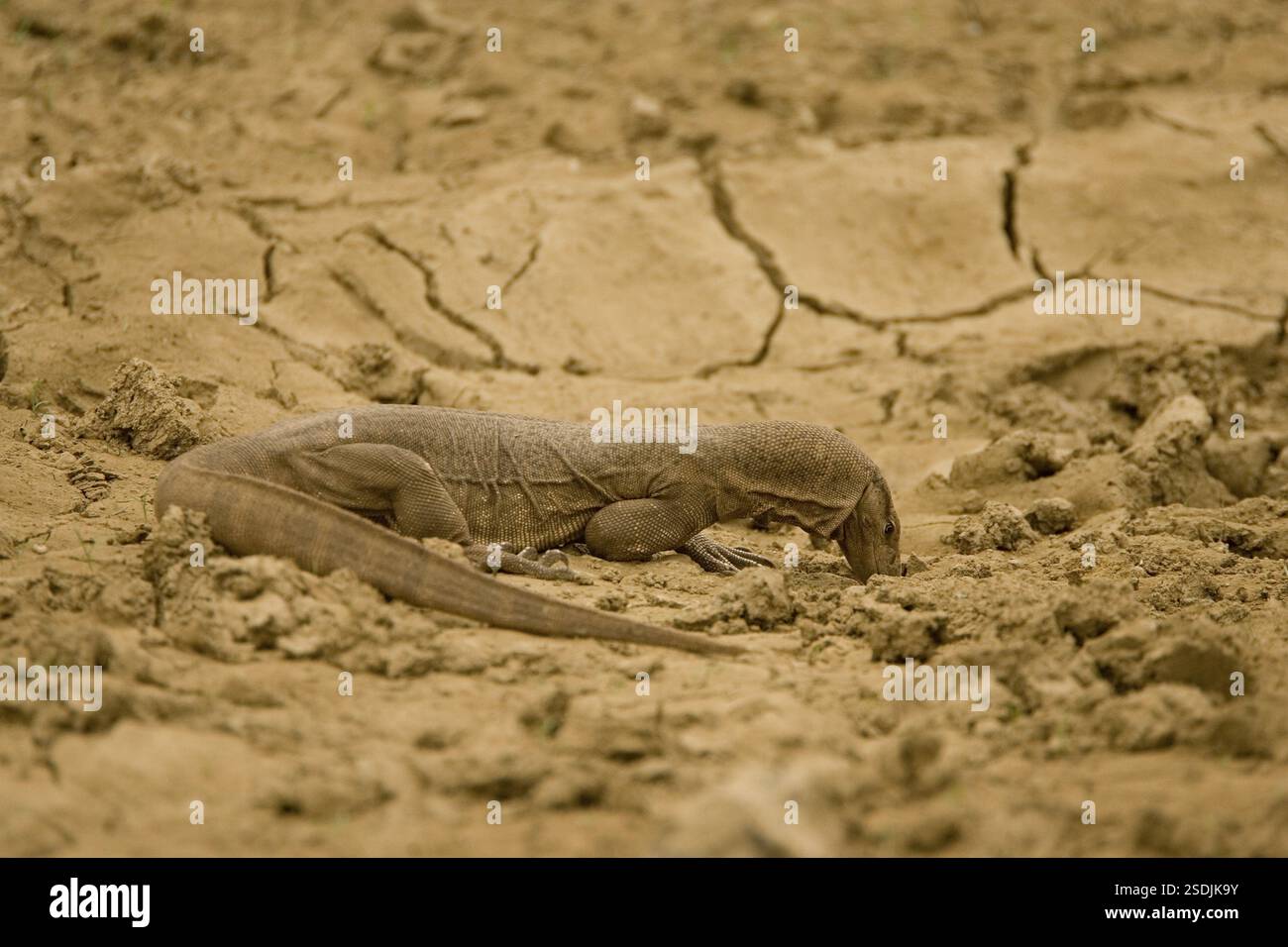 Reptiles, Indian monitor lizard big lizard Stock Photo - Alamy