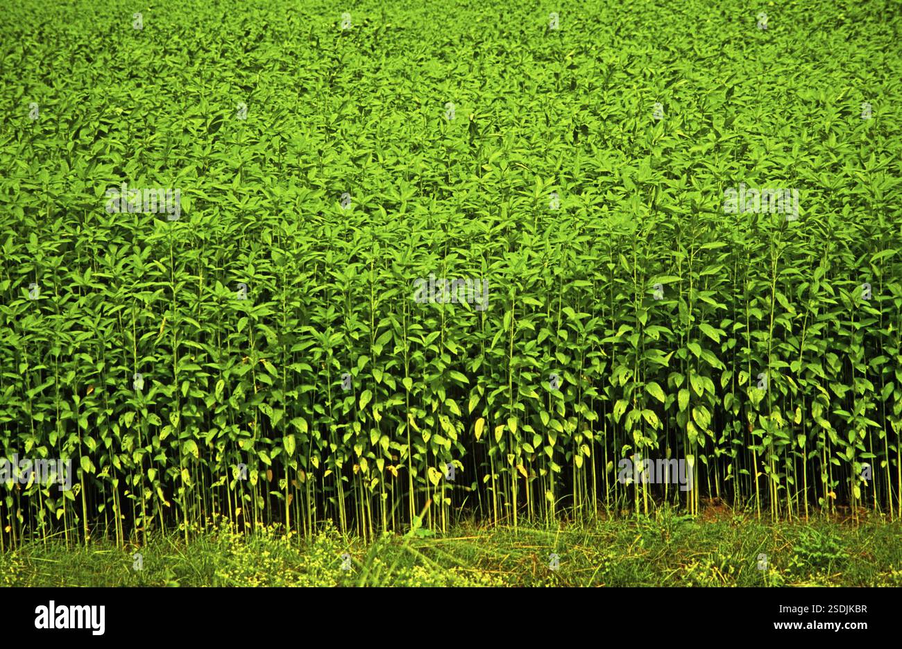 Jute plant at Mayapur temple, West Bengal, India, Asia Stock Photo - Alamy