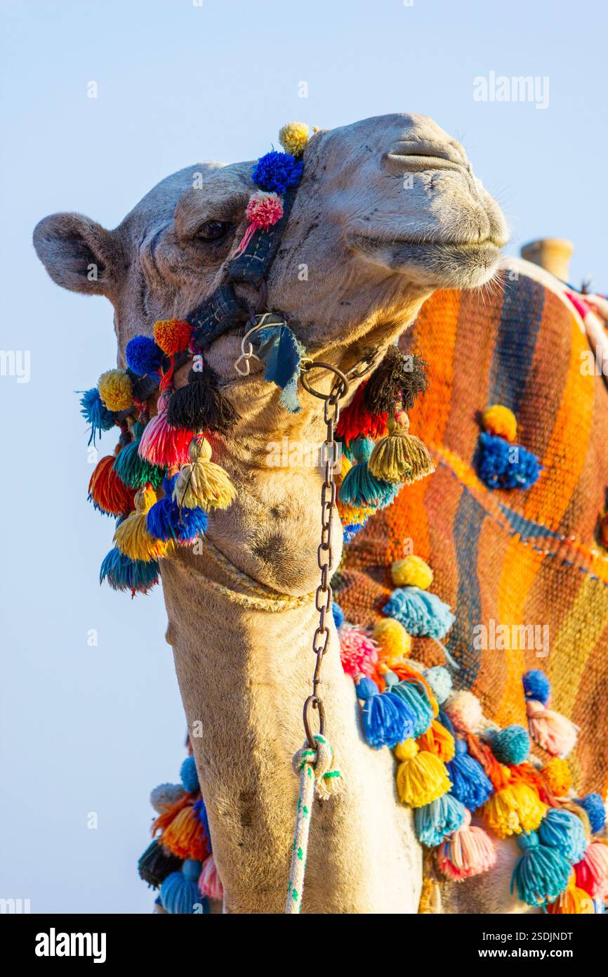 The muzzle of the African camel close-up Stock Photo - Alamy