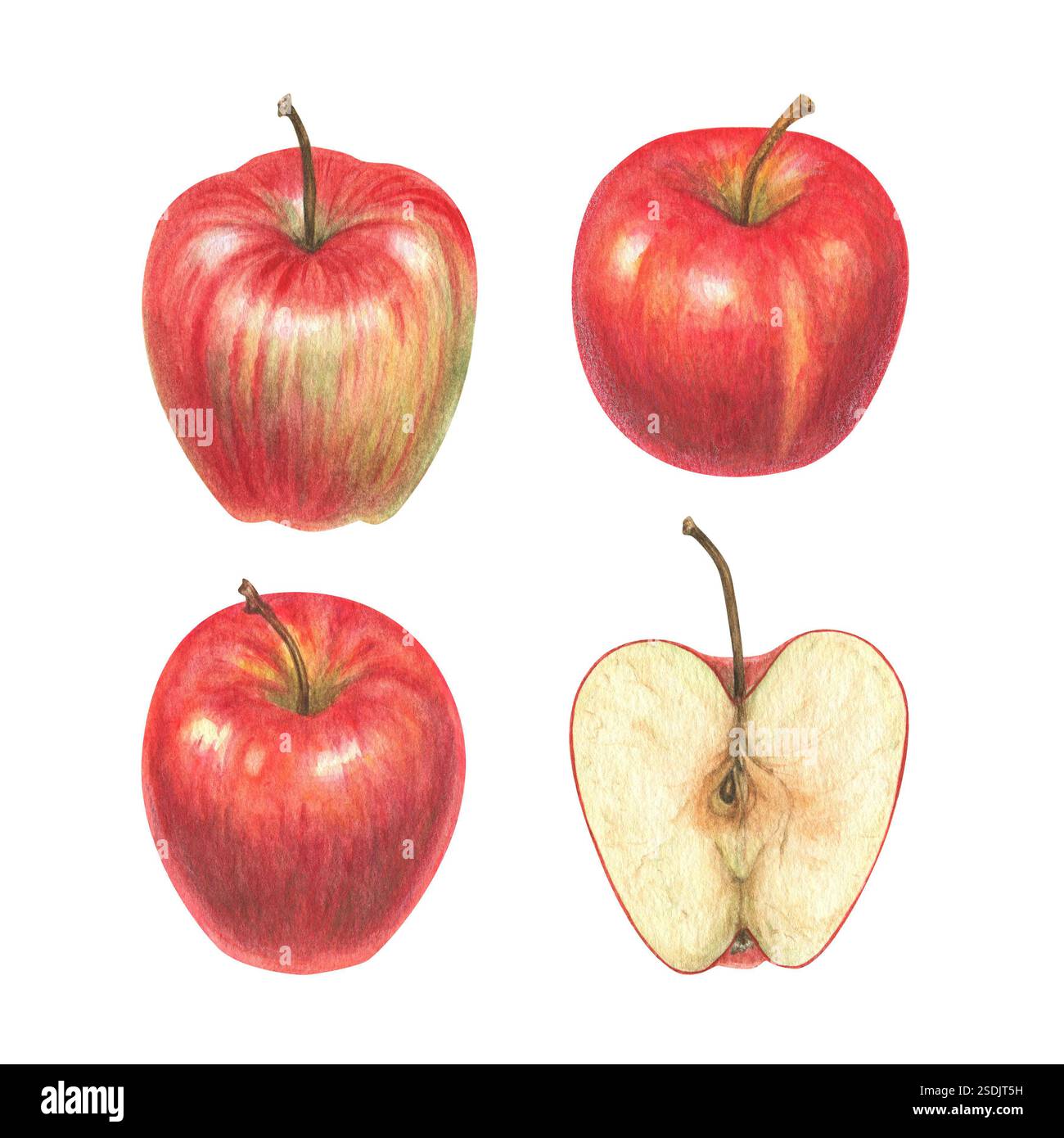 Watercolor illustration of four apples in different views: whole ...