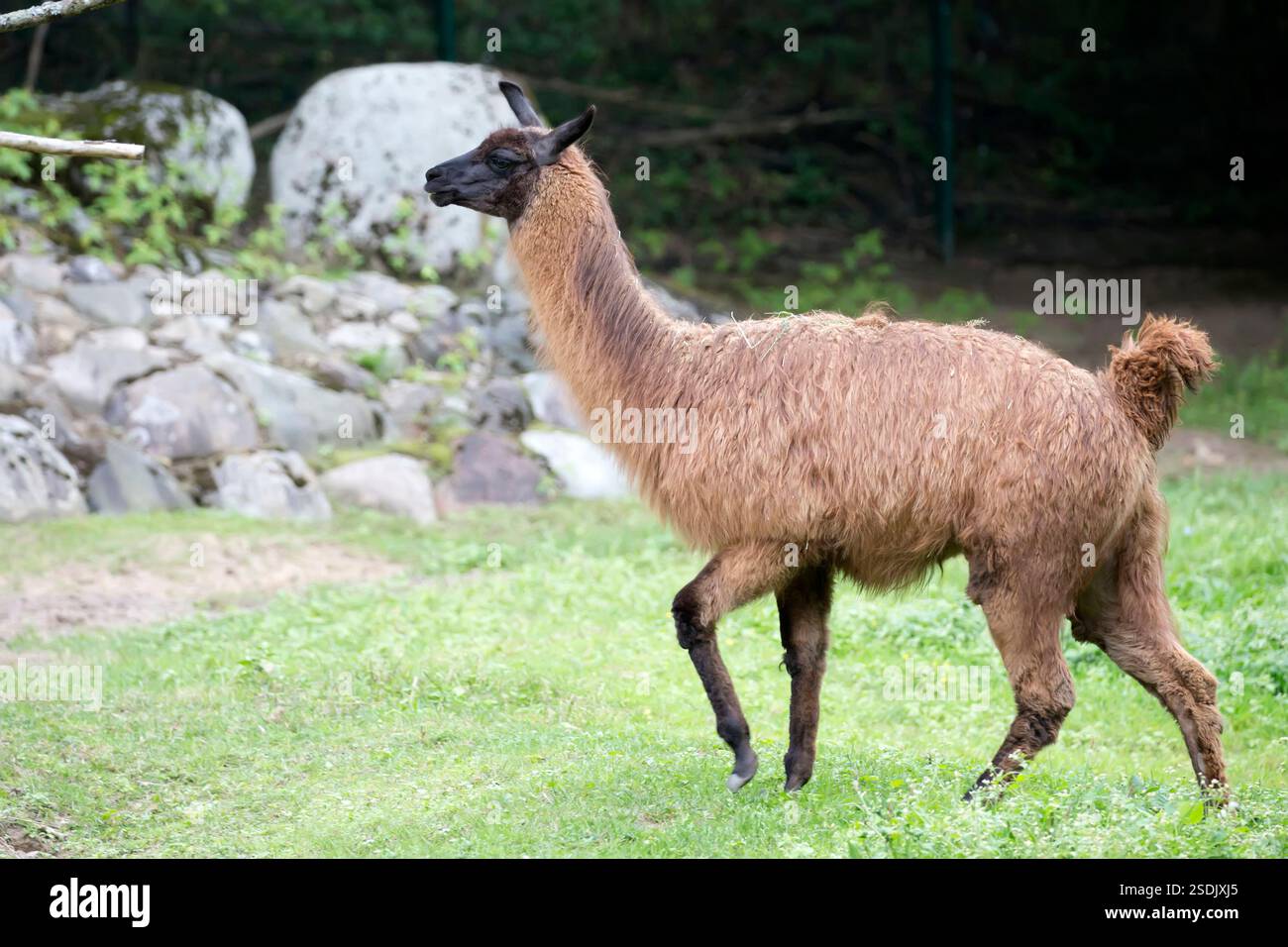 Lama in the run in a clearing Stock Photo - Alamy