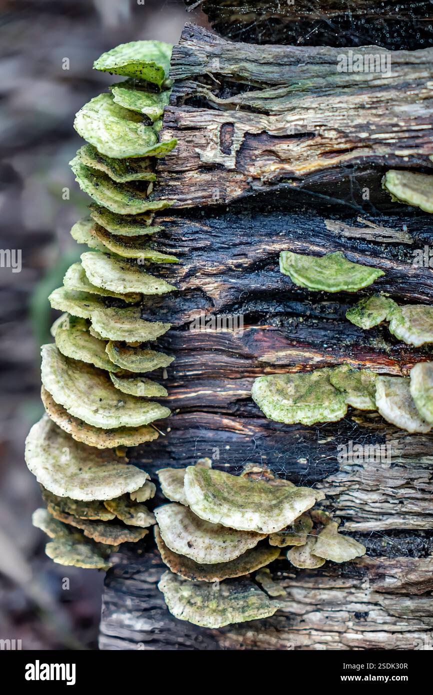 Fungi on decaying log, layered, textured Stock Photo - Alamy