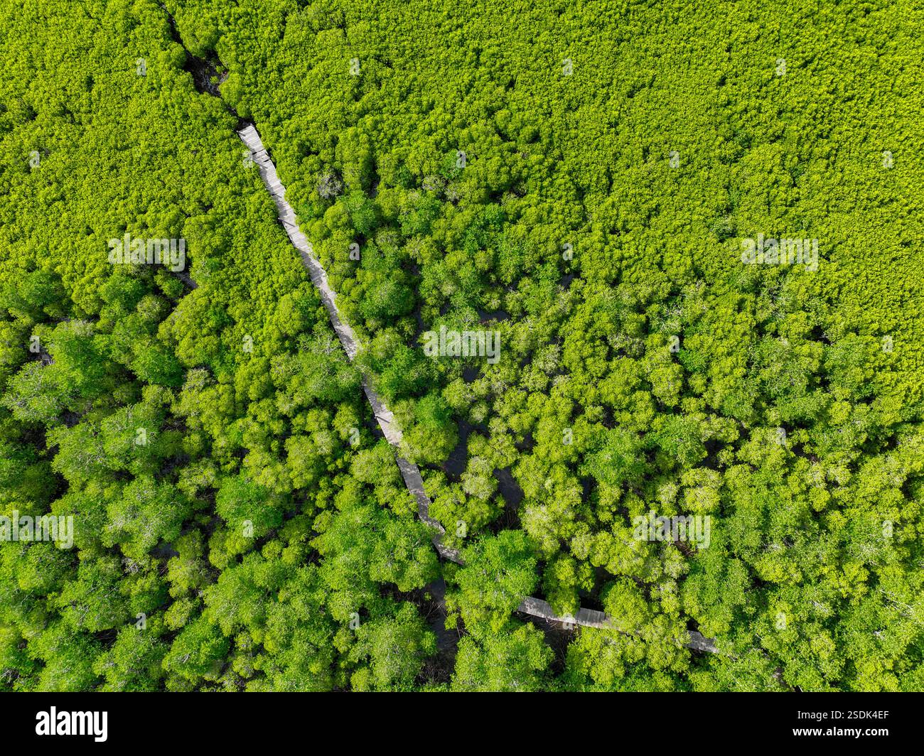 Lush green mangrove forest. Carbon sequestration and blue carbon ...