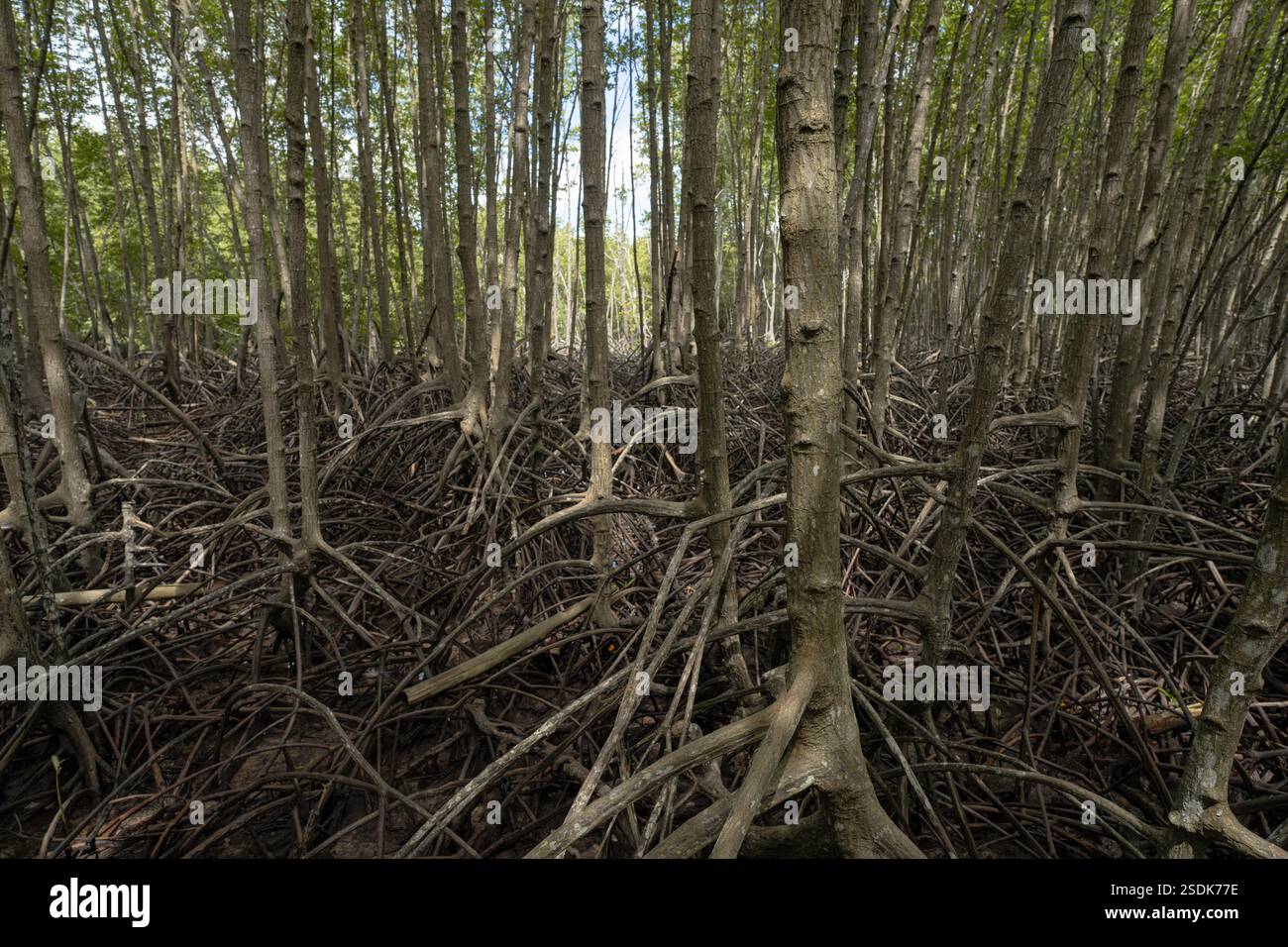 Mangrove tree roots in coastal wetland. Natural carbon sink supporting ...