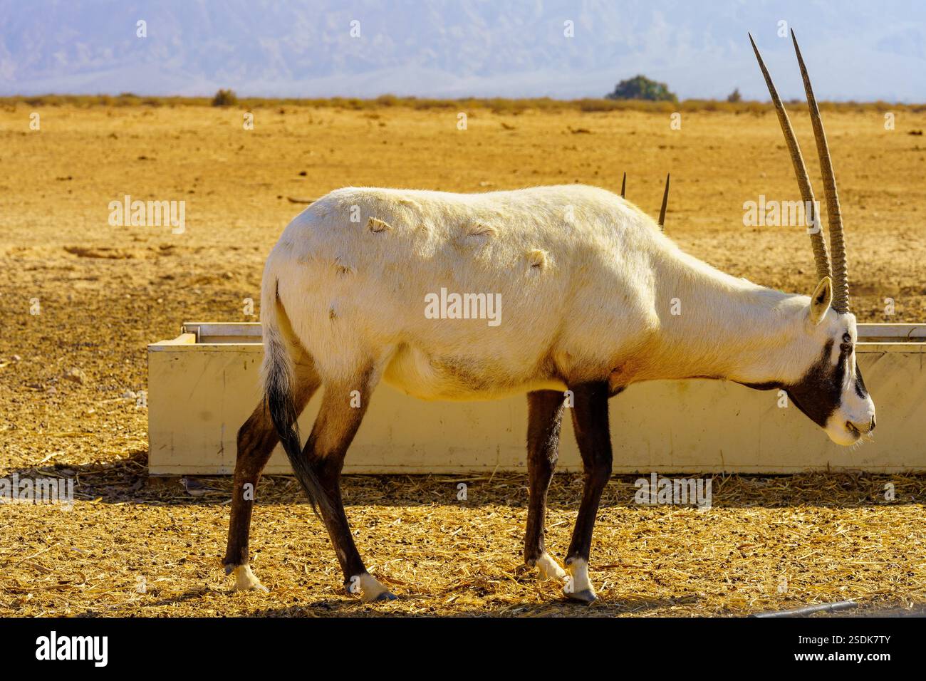 Arabian oryx, in the Yotvata Hai-Bar Nature Reserve, the Arava desert ...