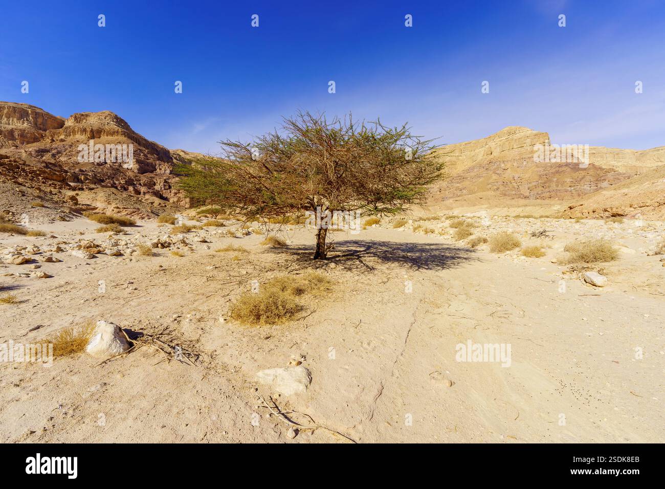 View of the rock formations and landscape, with Acacia trees, in Timna ...