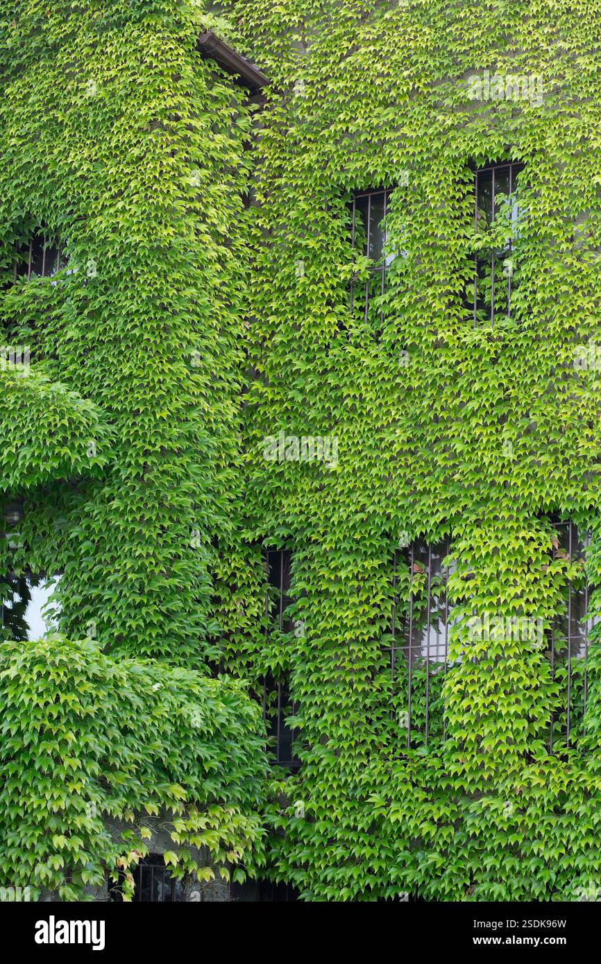A building facade almost entirely covered in dense green ivy, with ...