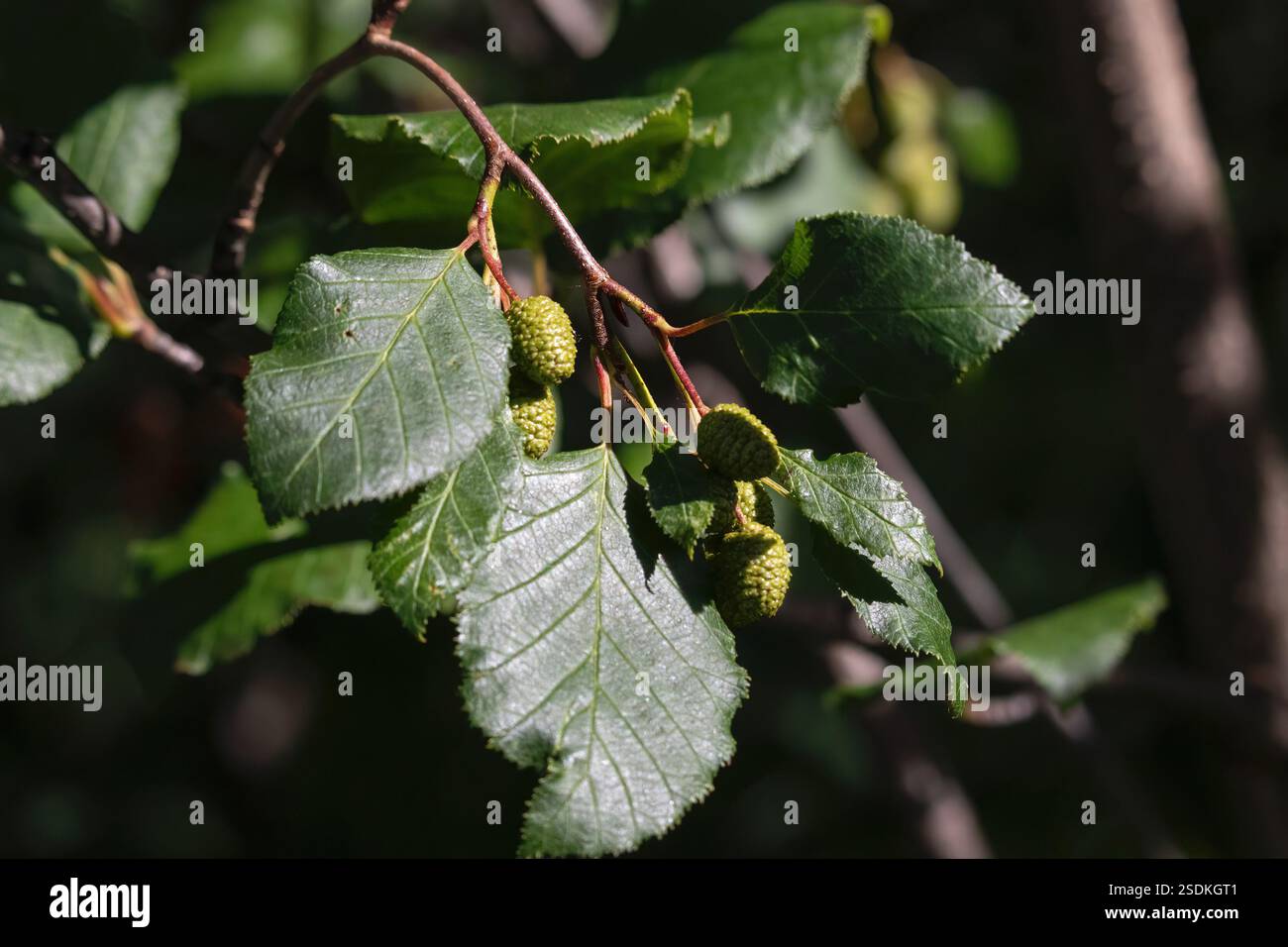 Sun shining on Green alder plant on a spring day at Twin Lakes in ...