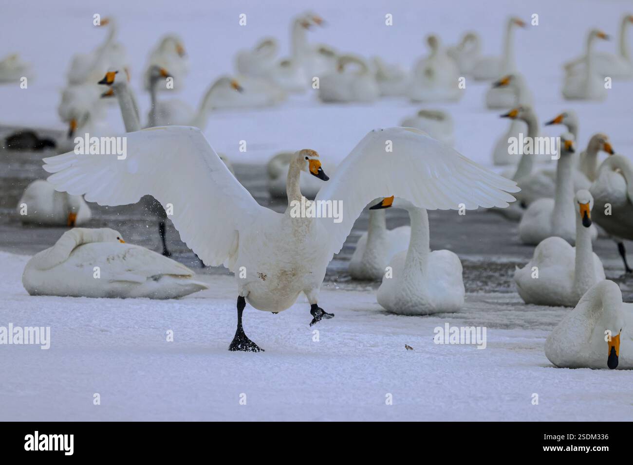 Rongcheng, China. 08th Feb, 2025. Swans dance in the snow on Swan Lake ...