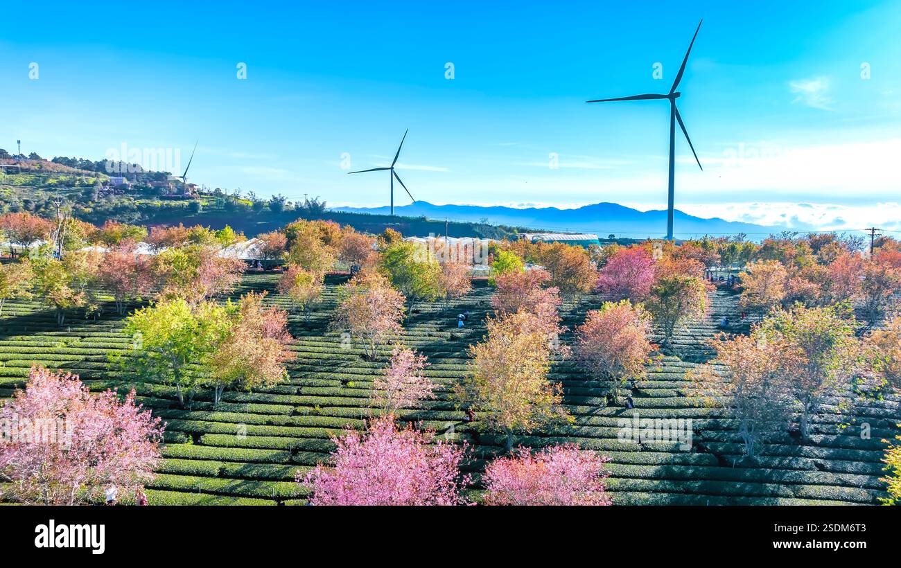Cherry blossoms blooming season on tea hill in Da Lat, Vietnam with ...