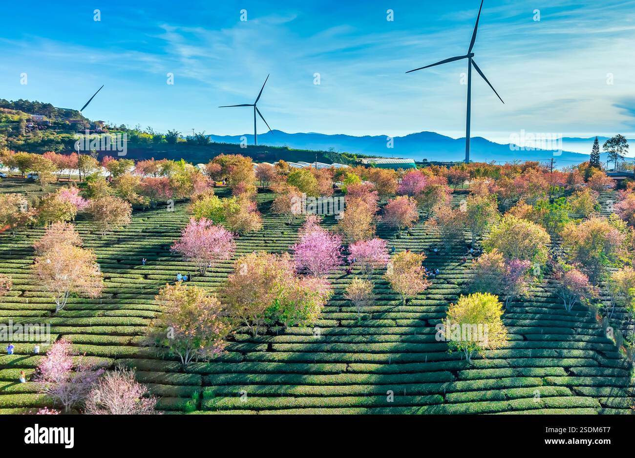 Cherry blossoms blooming season on tea hill in Da Lat, Vietnam with ...