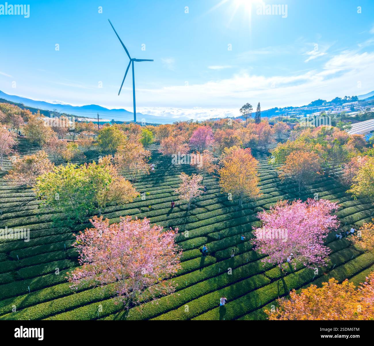 Cherry blossoms blooming season on tea hill in Da Lat, Vietnam with ...