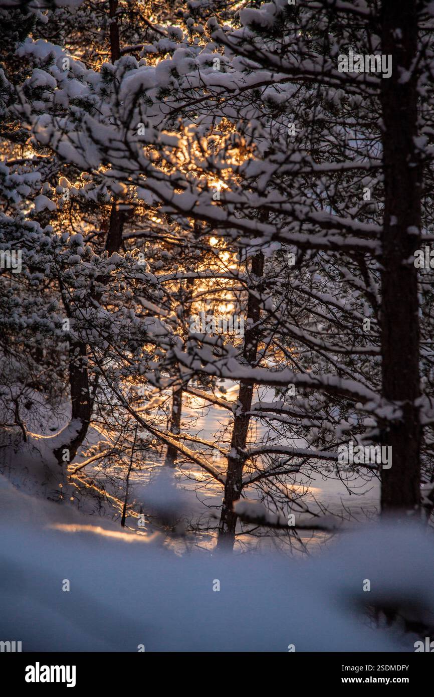 Soft snowfall in winter forest hi-res stock photography and images - Alamy