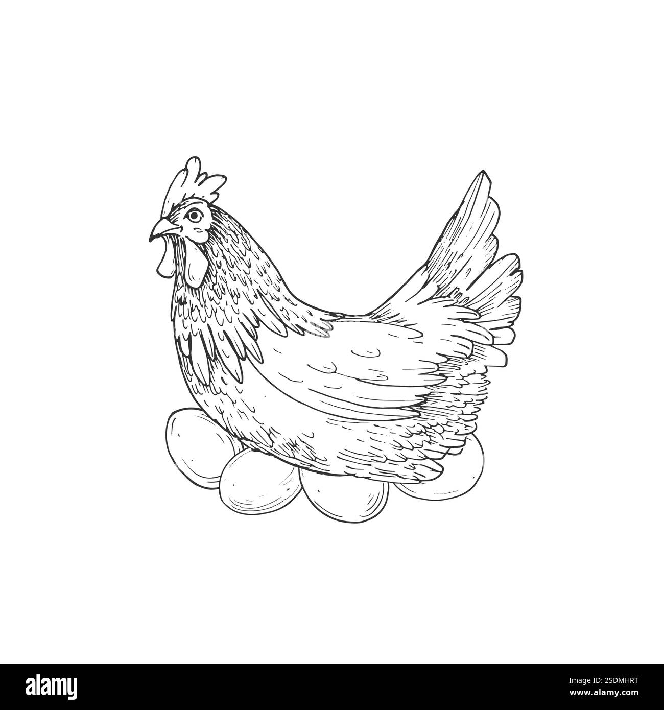 Hen and eggs vector illustration hand drawn with ink and isolated on ...