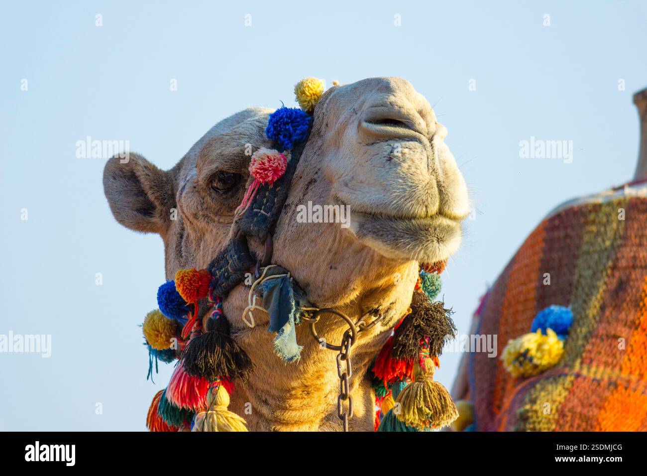 The muzzle of the African camel close-up Stock Photo - Alamy