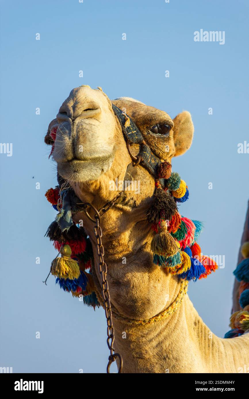 The muzzle of the African camel close-up Stock Photo - Alamy