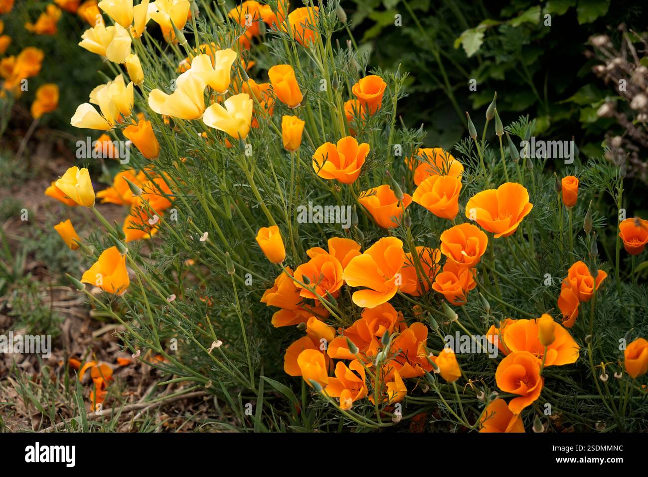 A border with yellow and orange california poppies Stock Photo - Alamy