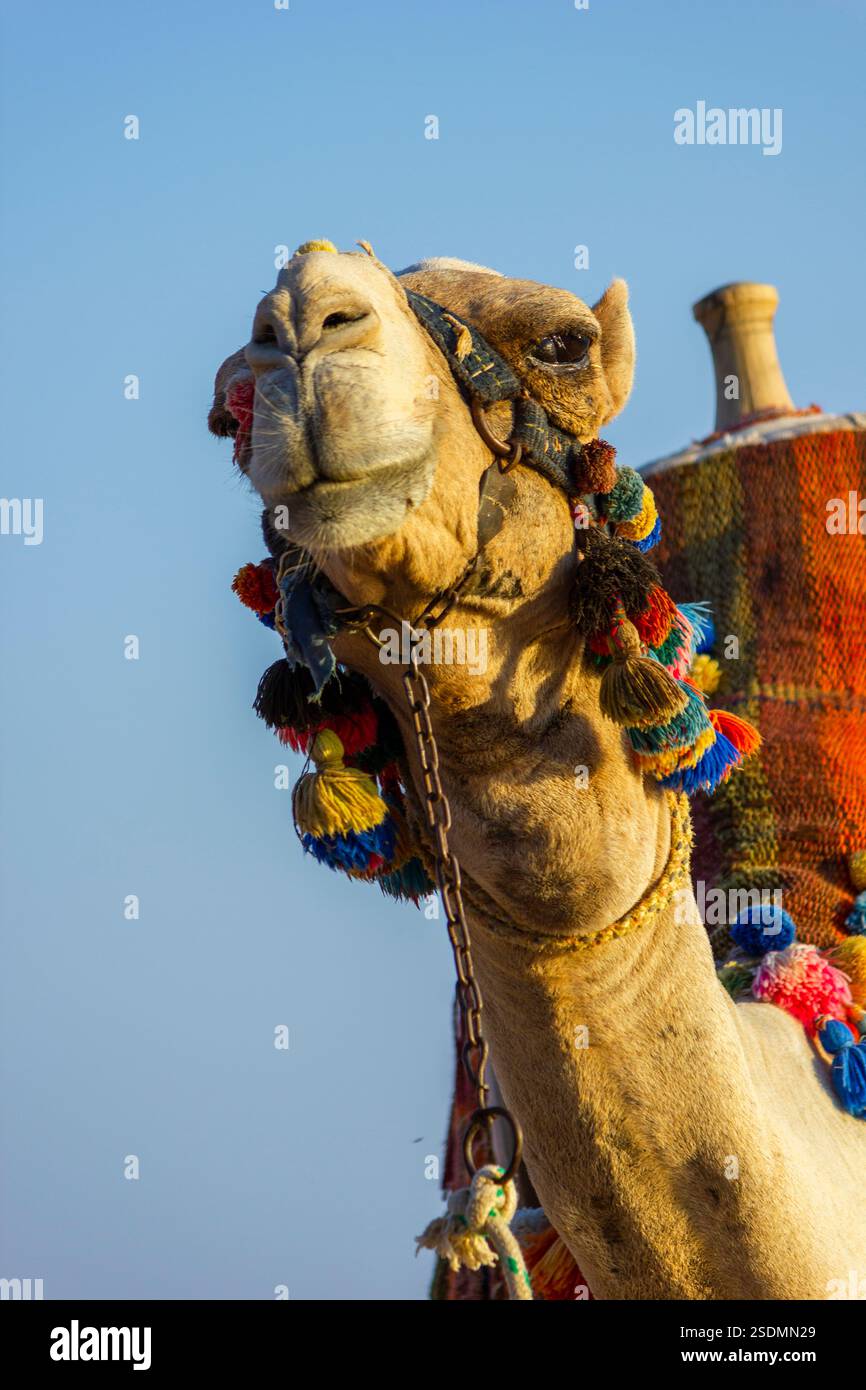 The muzzle of the African camel close-up Stock Photo - Alamy