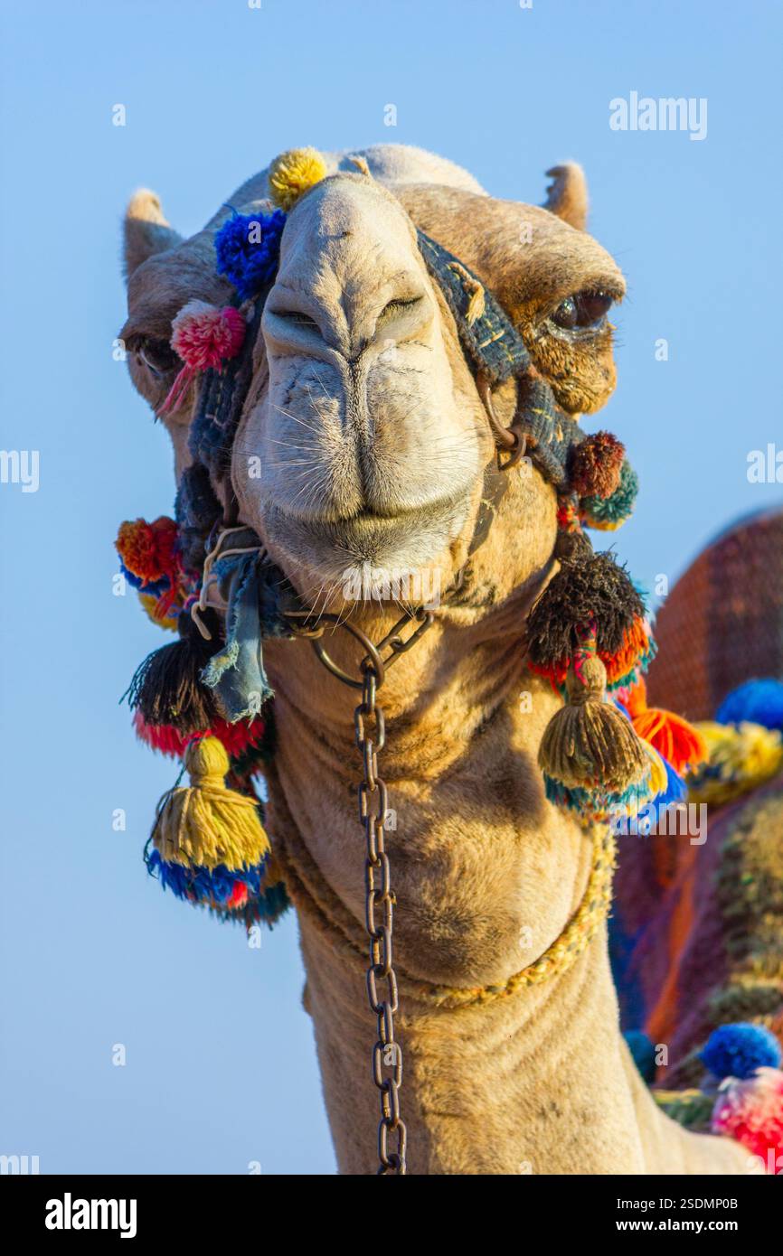 The muzzle of the African camel close-up Stock Photo - Alamy