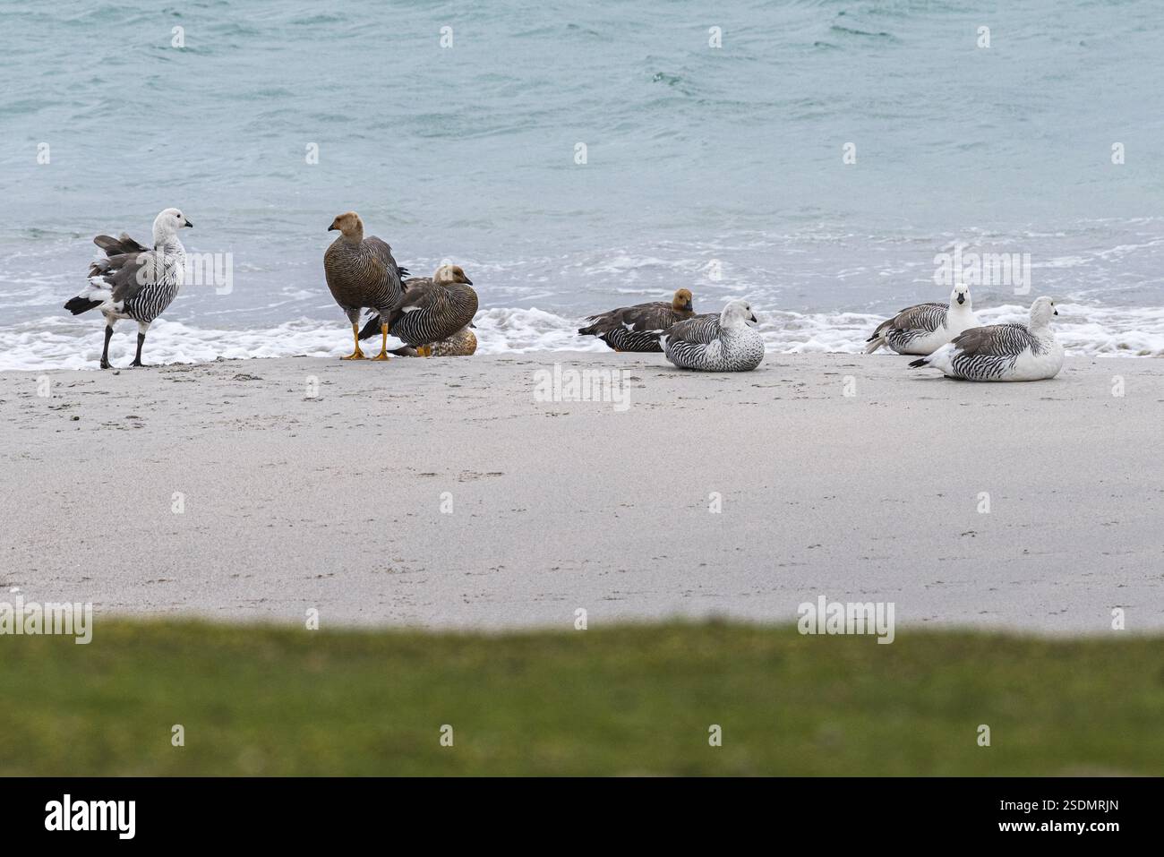 Magellanic Geese (Chloephaga picta), also known as Highland Goose or ...