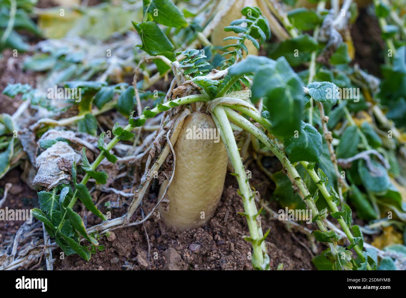 Greenhouse winter vegetables hi-res stock photography and images - Alamy