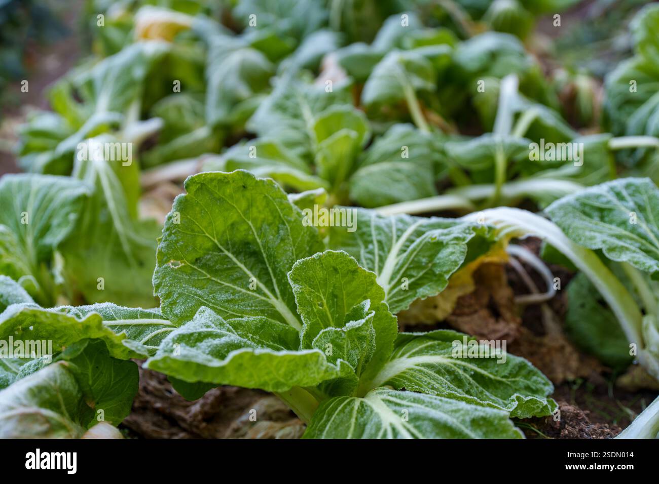 Greenhouse winter vegetables hi-res stock photography and images - Alamy