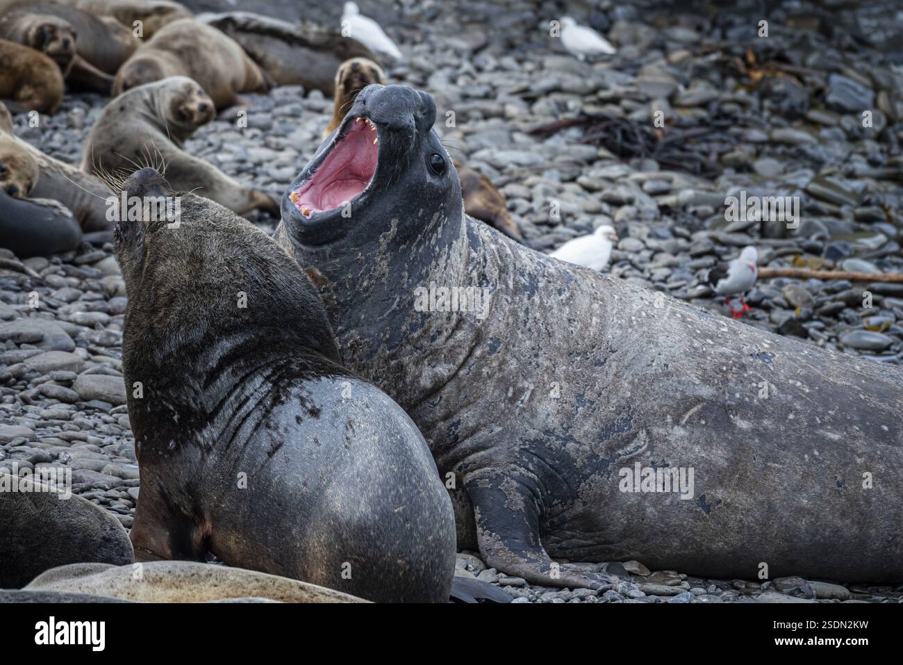 Male Southern elephant seal (Mirounga leonina) and male maned seal ...