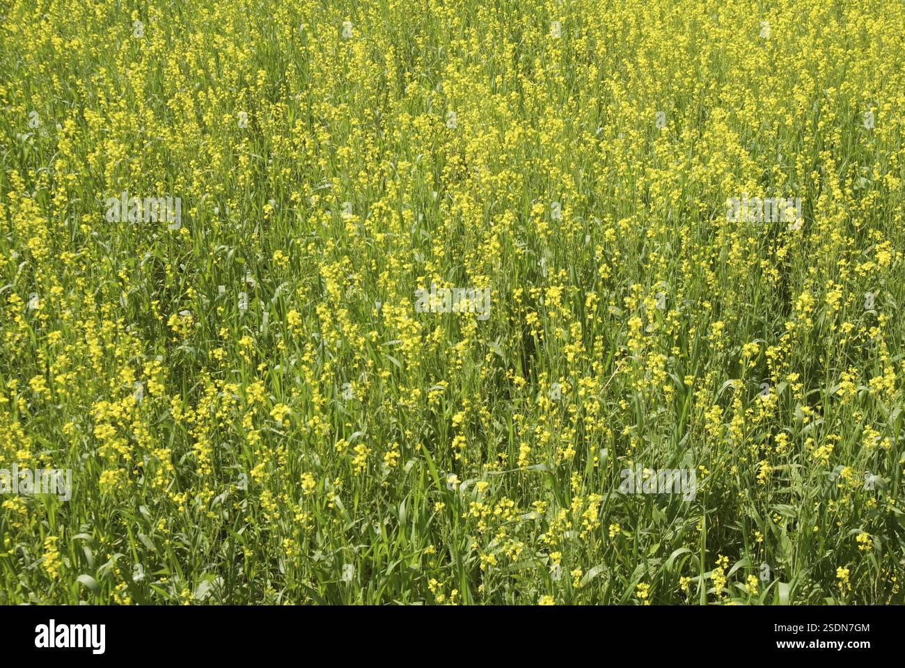Bloom in mustard field, Jharkhand, India, Asia Stock Photo - Alamy