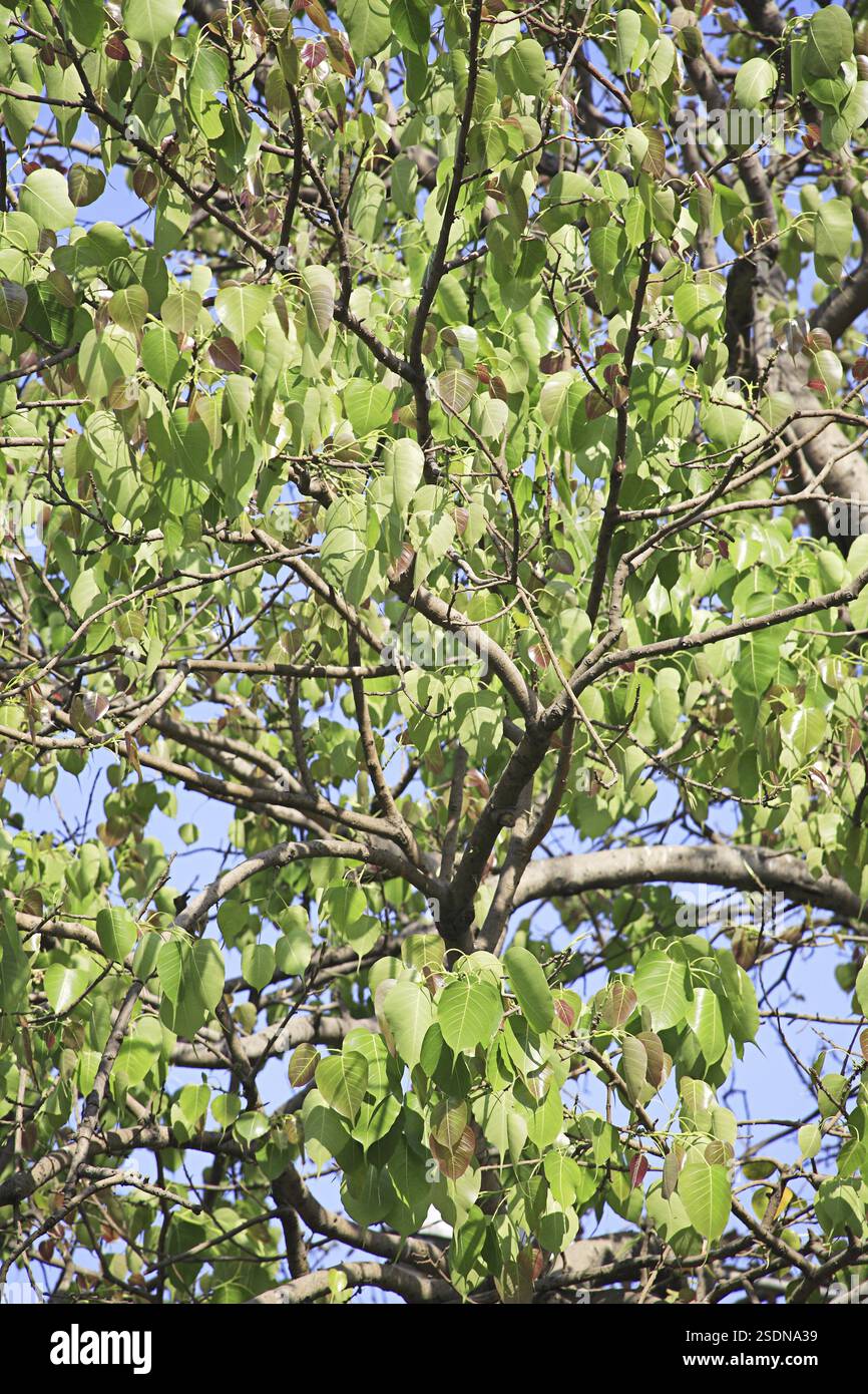 Peepal holy Fig tree Ficustreligiosa Stock Photo - Alamy