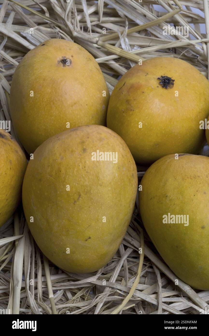 Fruit, Mangoes on grass, Bombay Mumbai, Maharashtra, India, Asia Stock ...