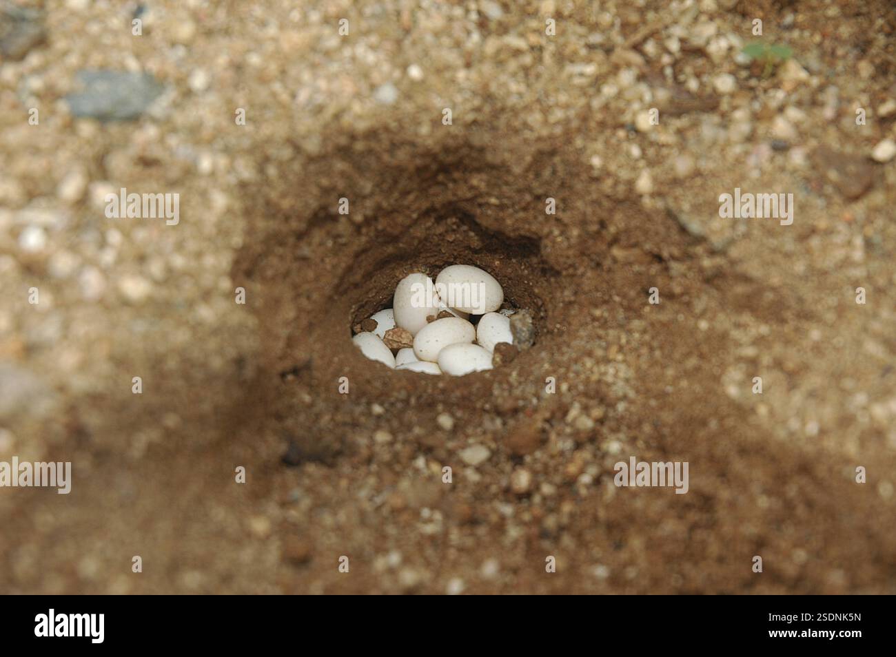 Reptiles, Garden Lizard's eggs Stock Photo - Alamy