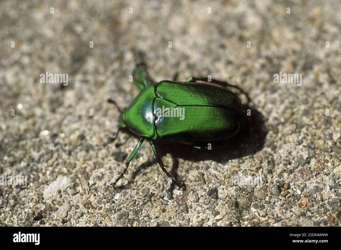 Insect Wild, Jewel Beetles, Kerala, India, Asia Stock Photo - Alamy